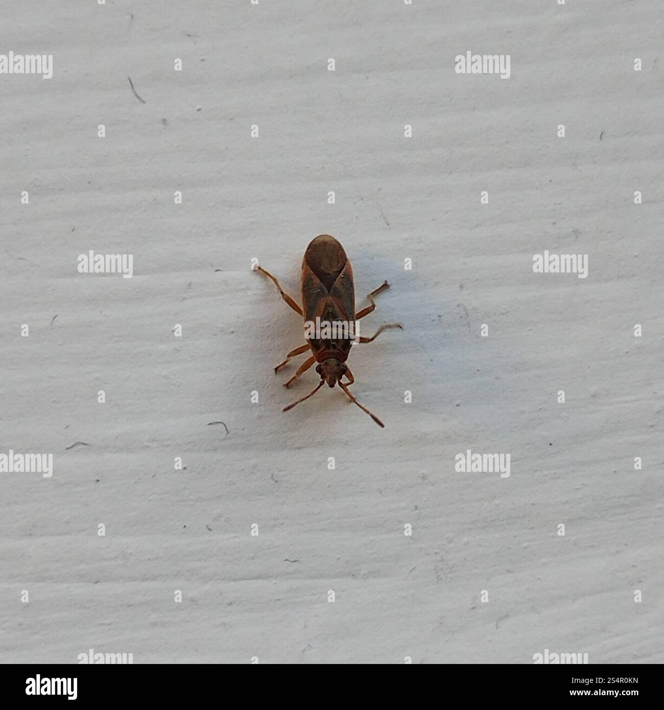 plane groundbug (Arocatus longiceps Stock Photo - Alamy
