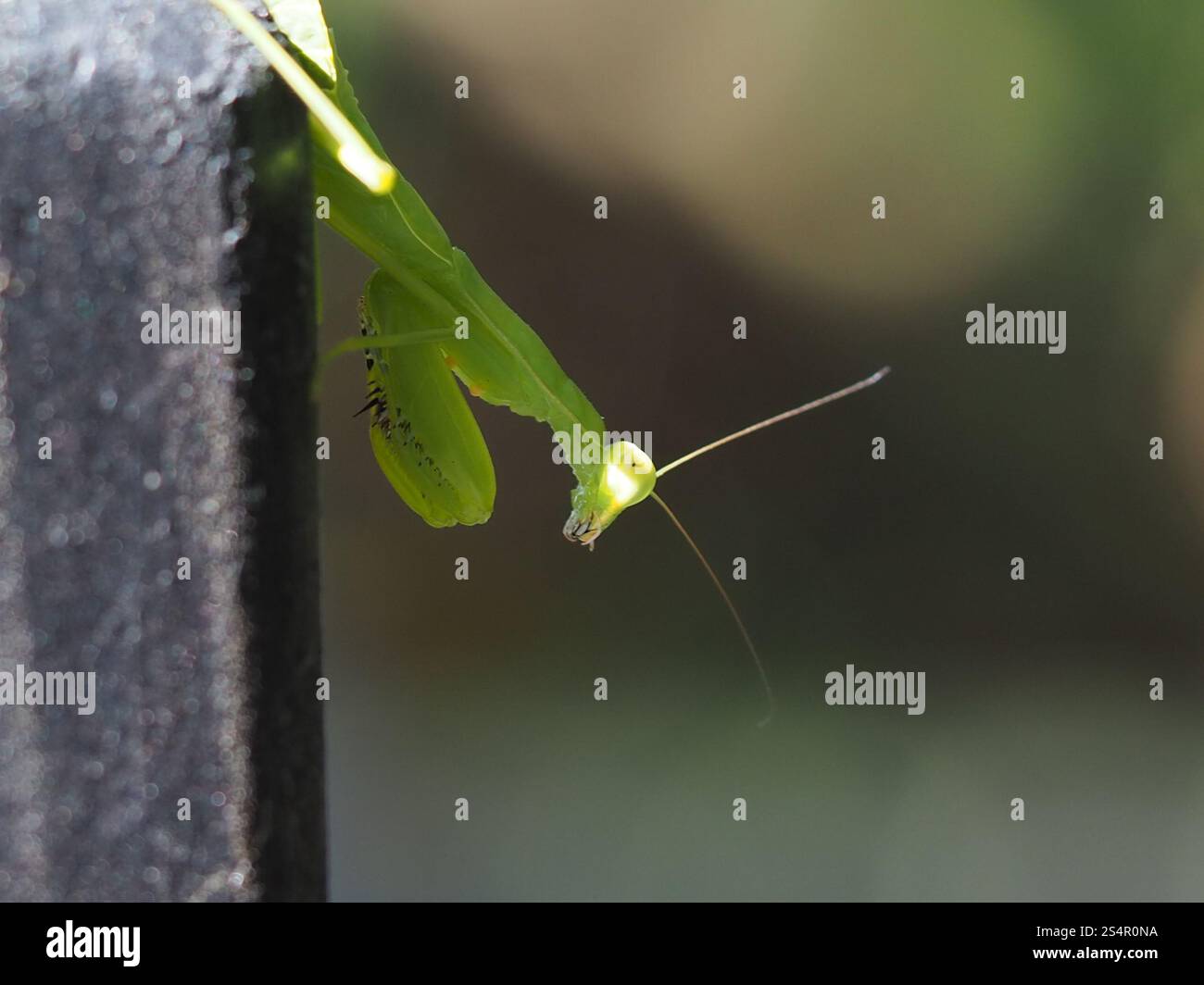 Giant Asian Mantis (Hierodula patellifera Stock Photo - Alamy