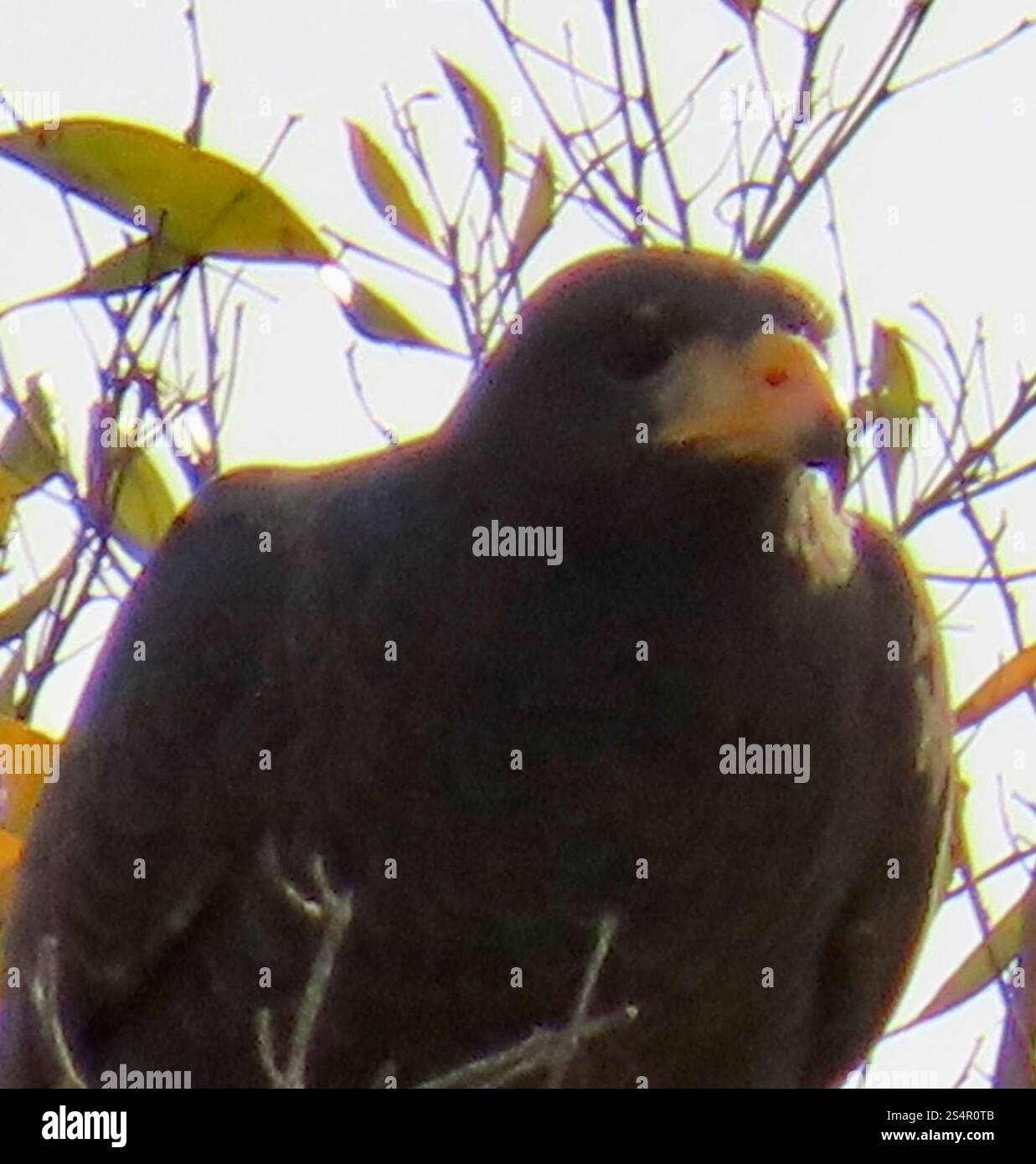 Cuban Black Hawk (Buteogallus gundlachii Stock Photo - Alamy