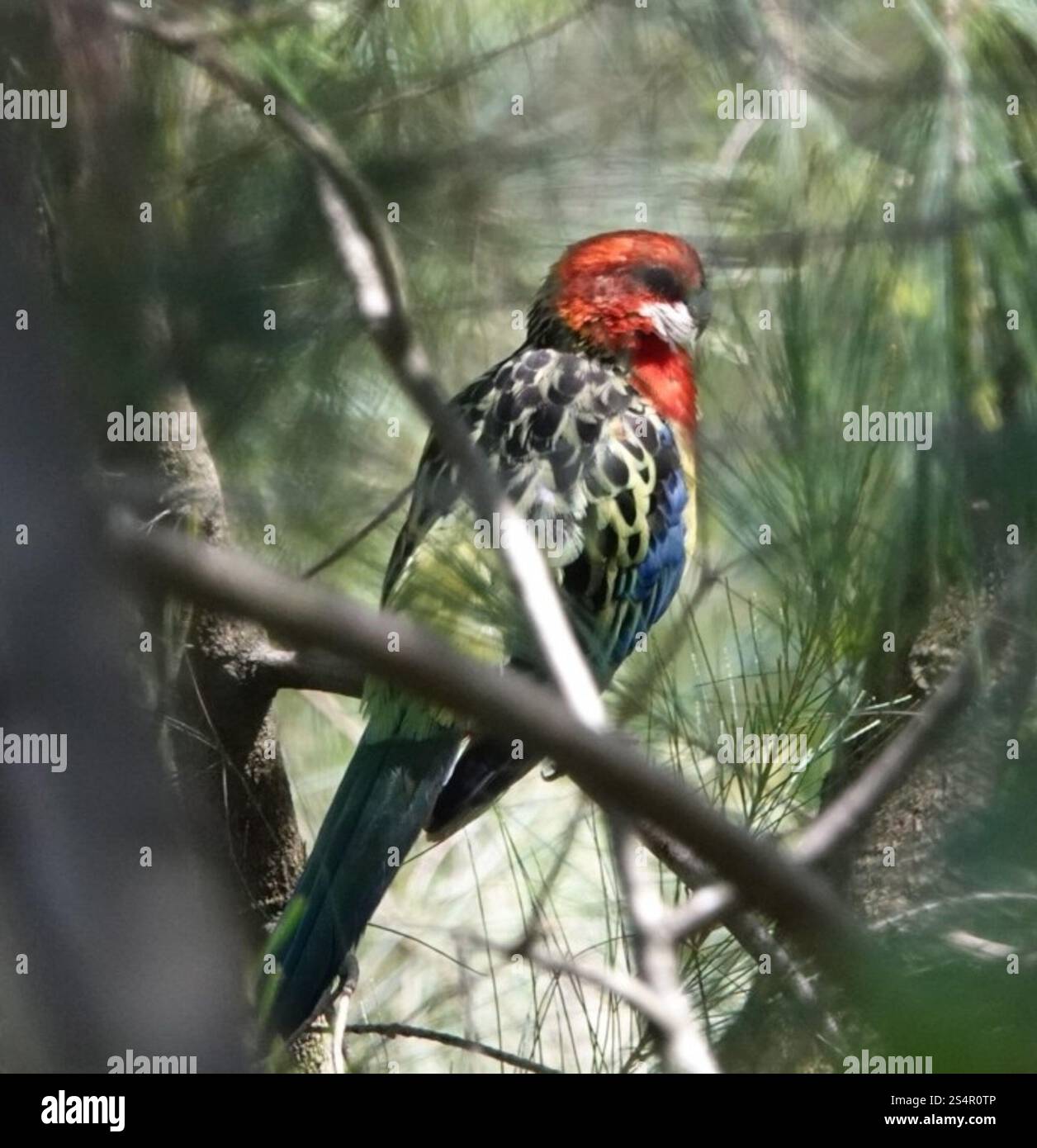 Southeast Eastern Rosella (Platycercus eximius eximius Stock Photo - Alamy