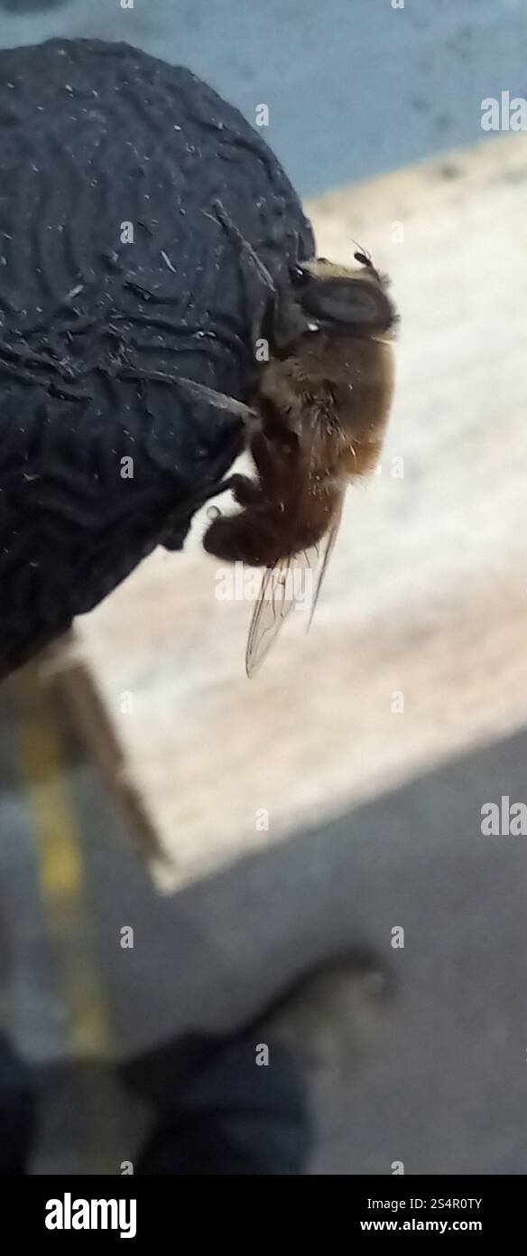 Common Drone Fly (Eristalis tenax Stock Photo - Alamy