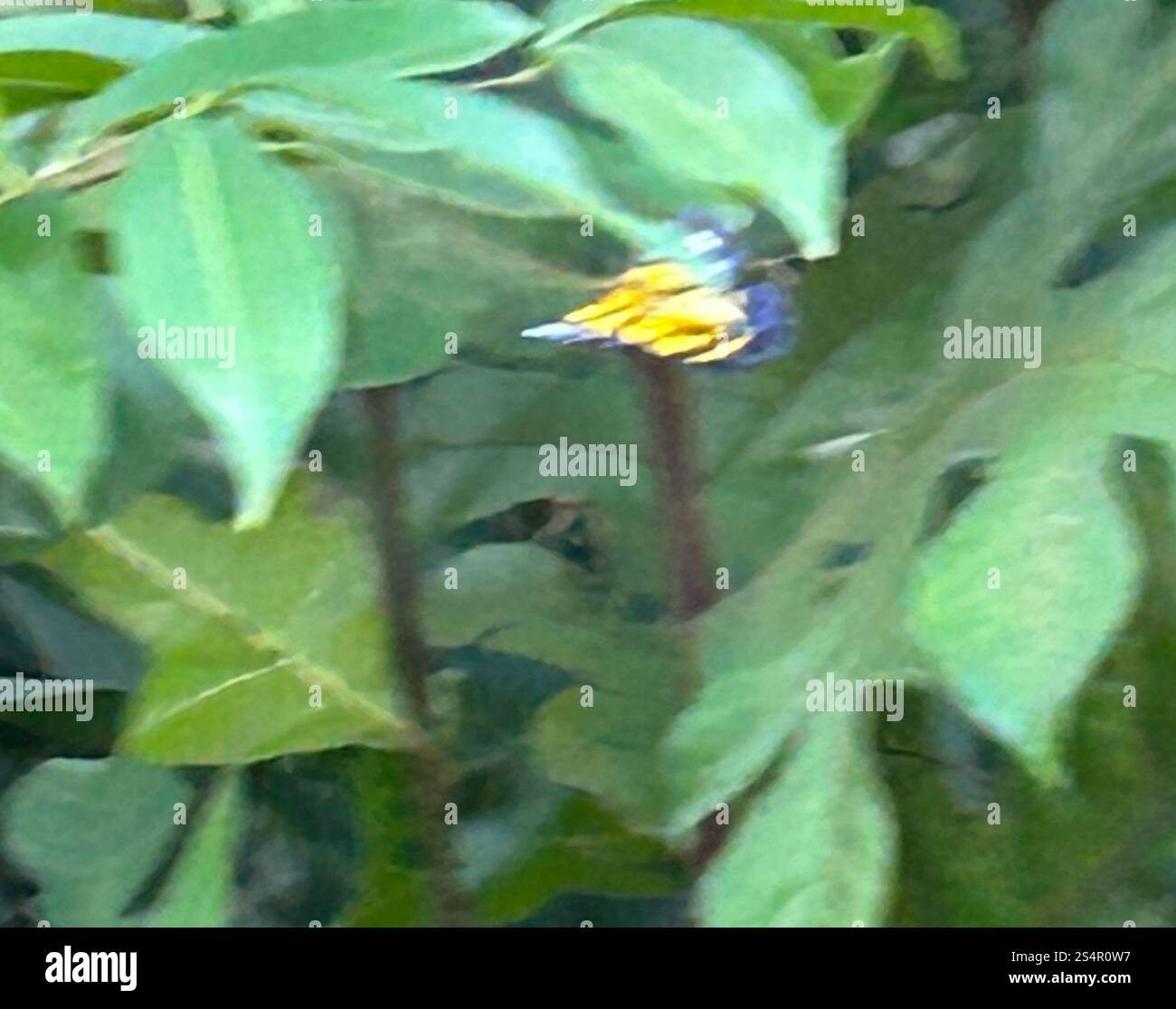 False Tiger Moth (Dysphania militaris Stock Photo - Alamy