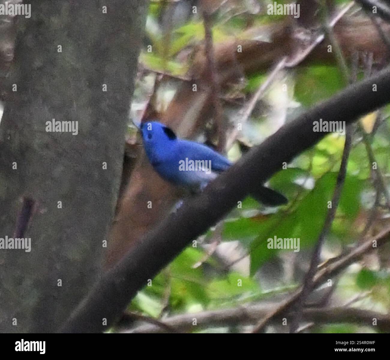 Black-naped Monarch (Hypothymis azurea Stock Photo - Alamy