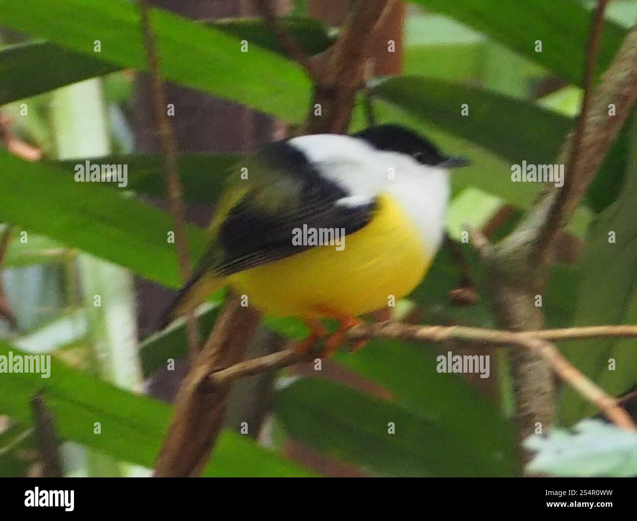 White-collared Manakin (Manacus candei Stock Photo - Alamy