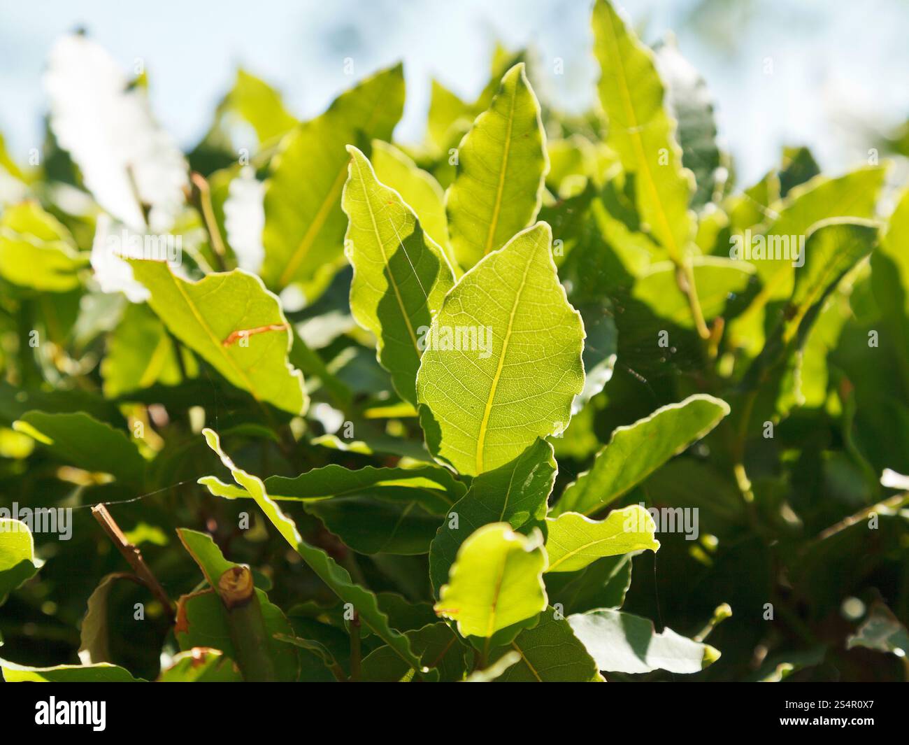 Laurel tree hi-res stock photography and images - Alamy