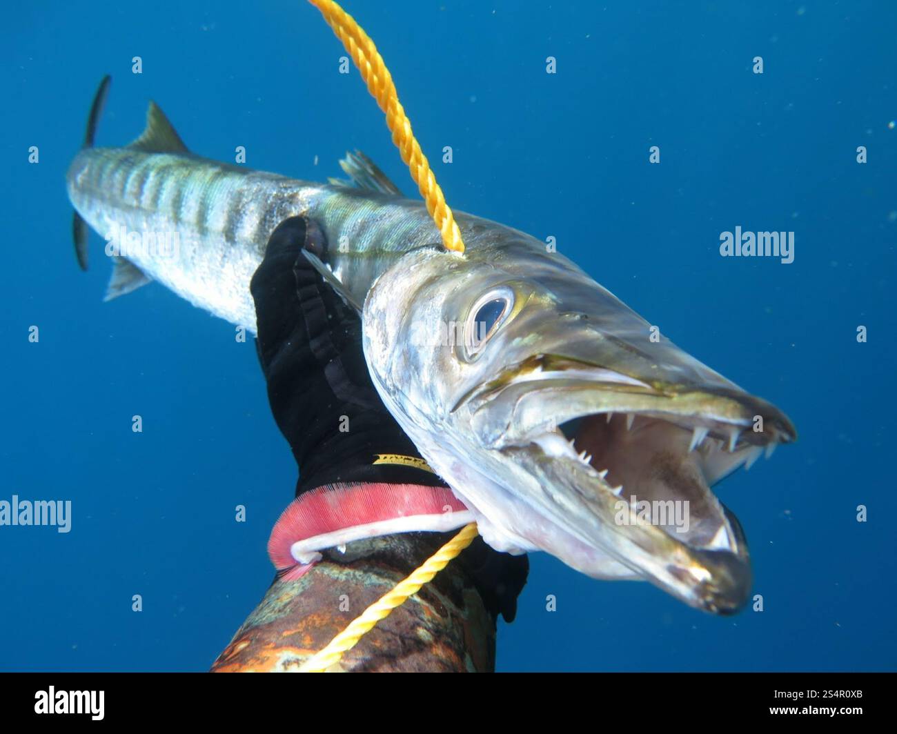 Yellowmouth barracuda sphyraena viridensis hi-res stock photography and ...