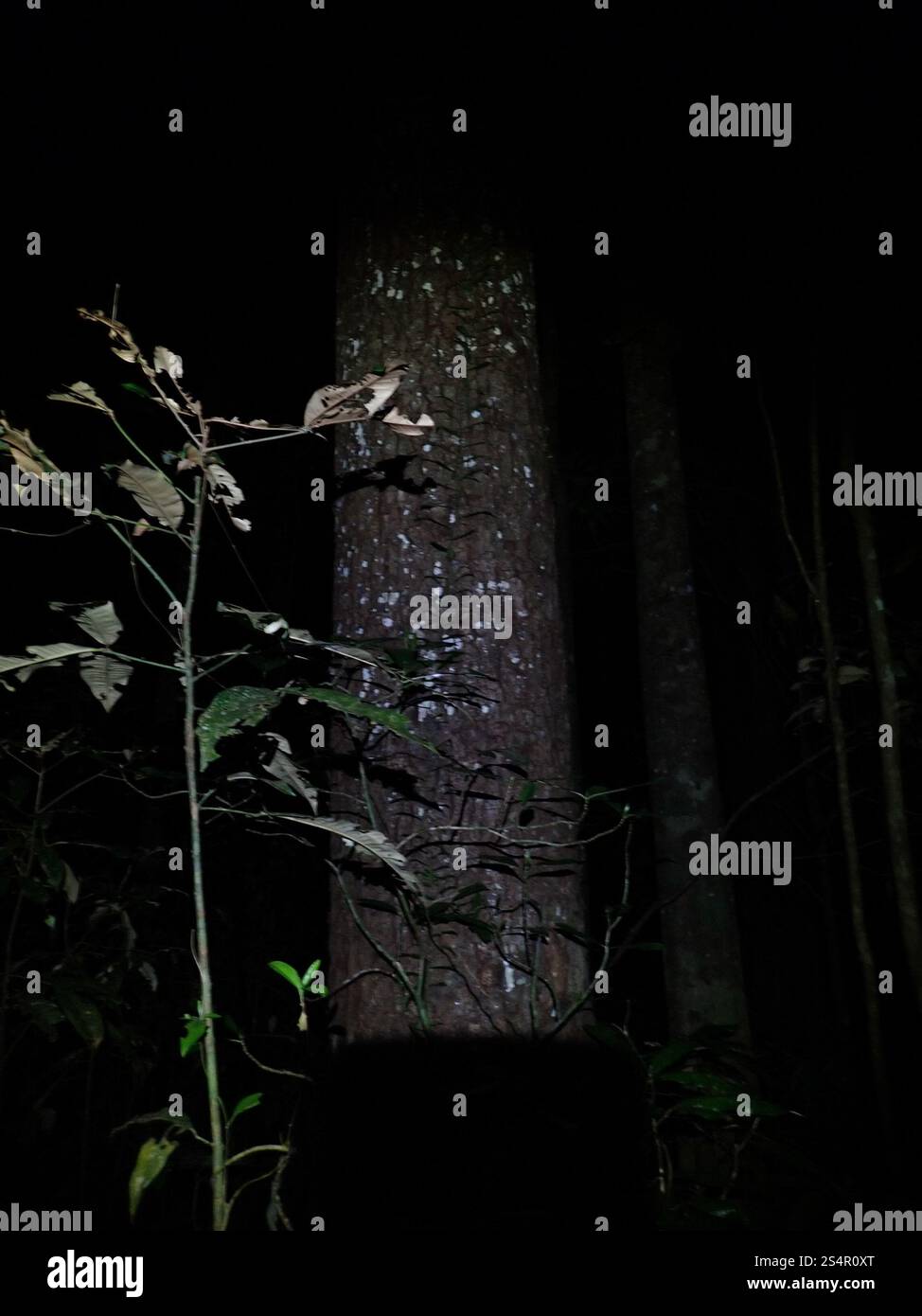 candle vine (Pothos longipes Stock Photo - Alamy