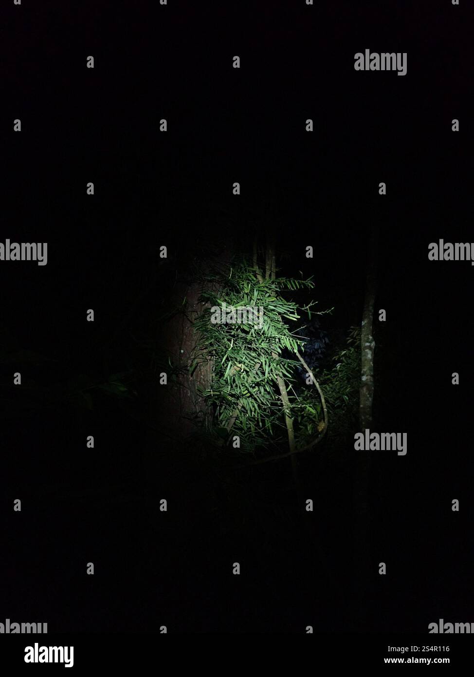 candle vine (Pothos longipes Stock Photo - Alamy