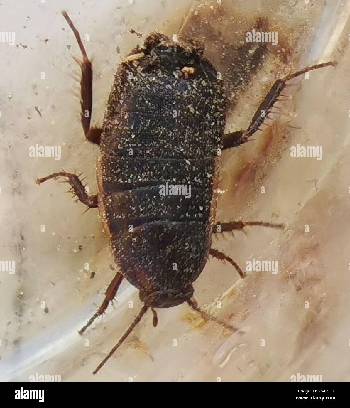 Loboptera canariensis hi-res stock photography and images - Alamy