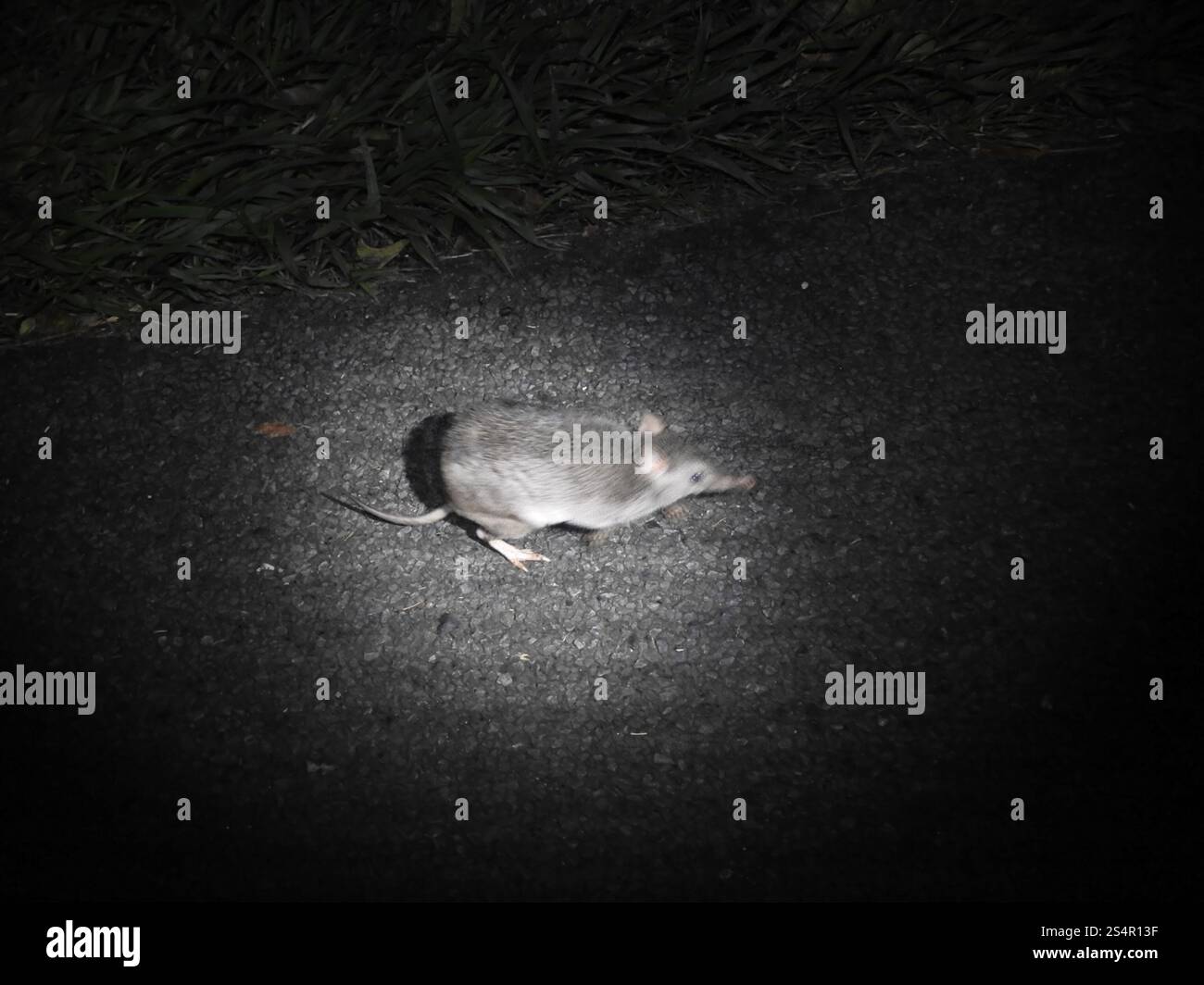 Queensland Barred Bandicoot (Perameles pallescens Stock Photo - Alamy