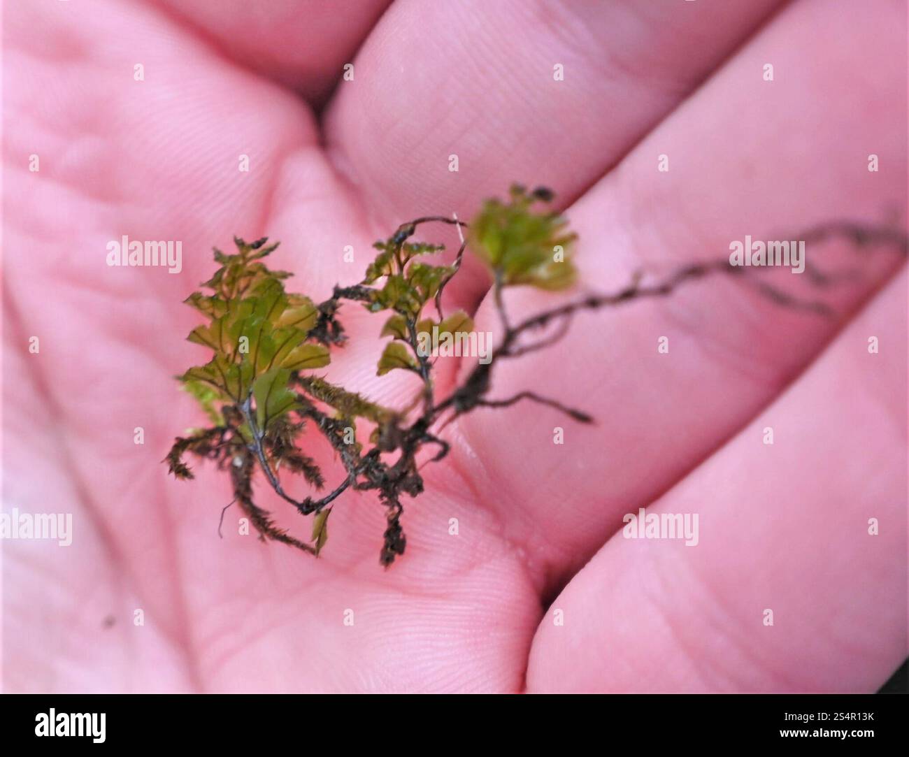 Wilson's Filmy-fern (Hymenophyllum wilsonii Stock Photo - Alamy