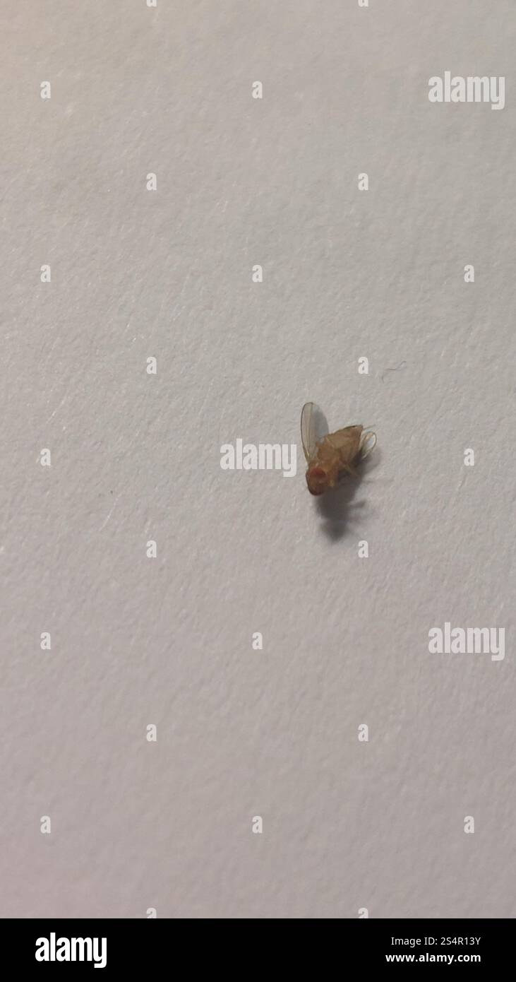 Small Fruit Flies (Drosophila Stock Photo - Alamy