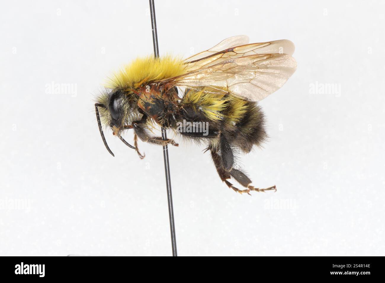 Perplexing Bumble Bee (Bombus perplexus Stock Photo - Alamy