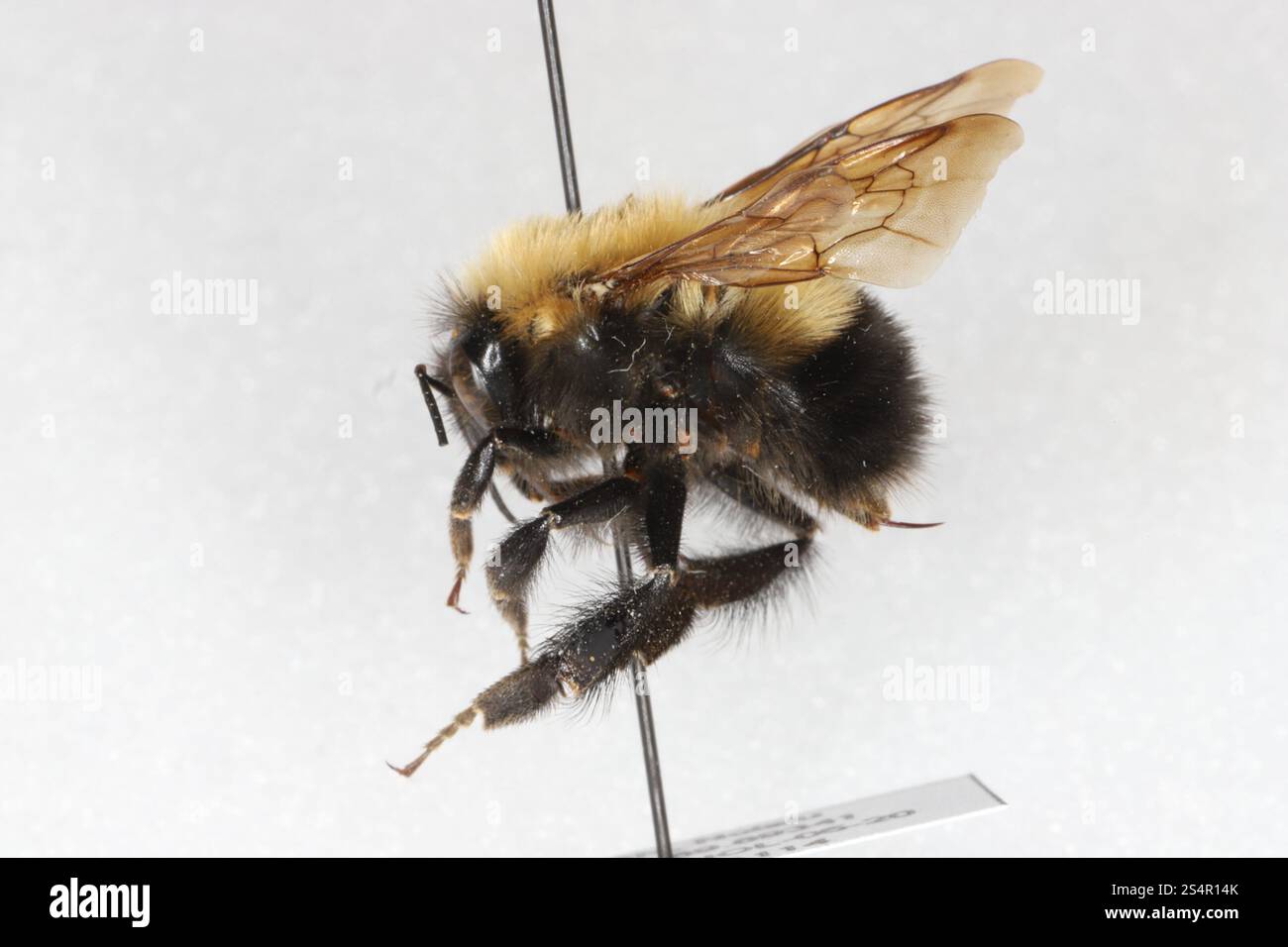 Perplexing Bumble Bee (Bombus perplexus Stock Photo - Alamy