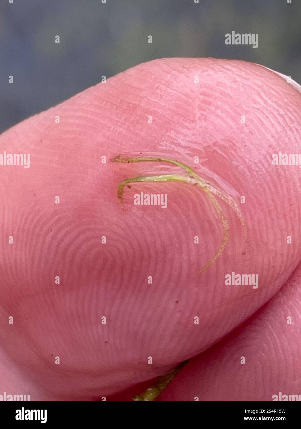 florida mudmidget (Wolffiella gladiata Stock Photo - Alamy