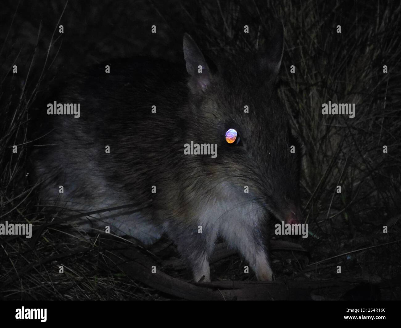 Eastern Barred Bandicoot (Perameles gunnii Stock Photo - Alamy