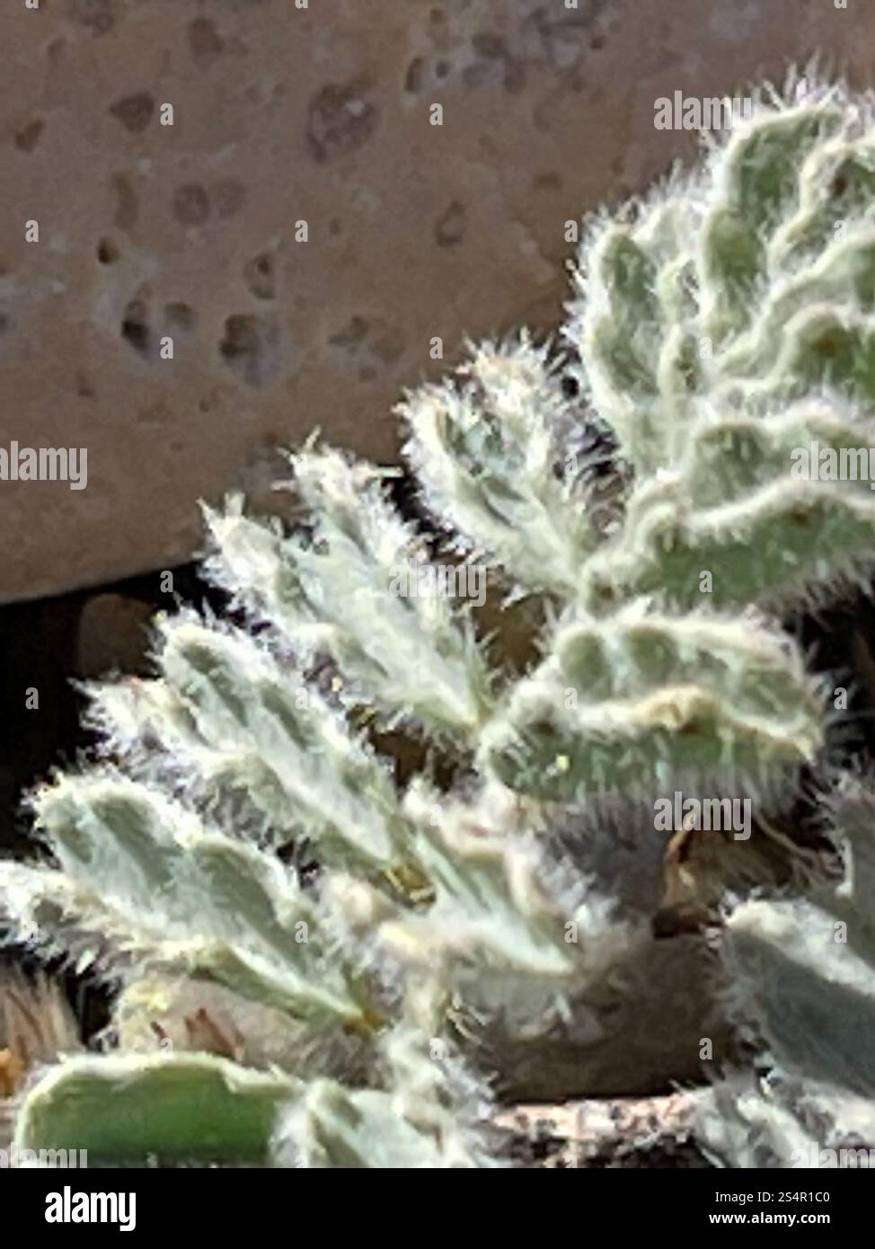 soft prairie clover (Dalea mollissima Stock Photo - Alamy
