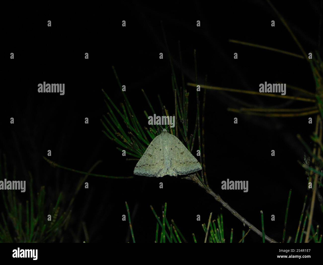 Cape Moths (Amelora Stock Photo - Alamy