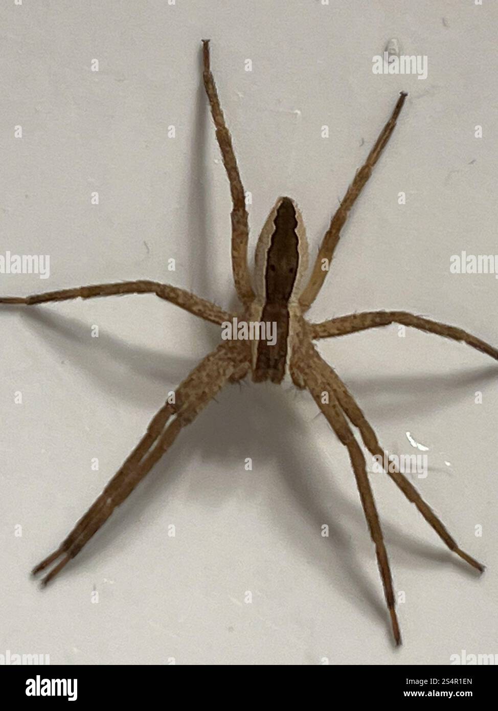 American Nursery Web Spider (Pisaurina mira Stock Photo - Alamy