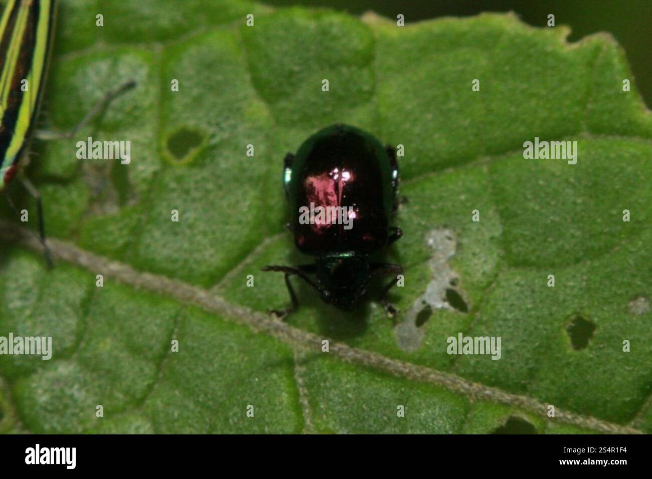 Flea Beetles (Alticini Stock Photo - Alamy