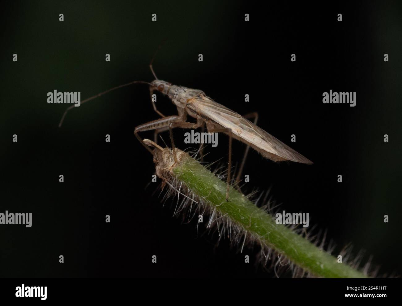 Pacific Damsel Bug (Nabis kinbergii Stock Photo - Alamy