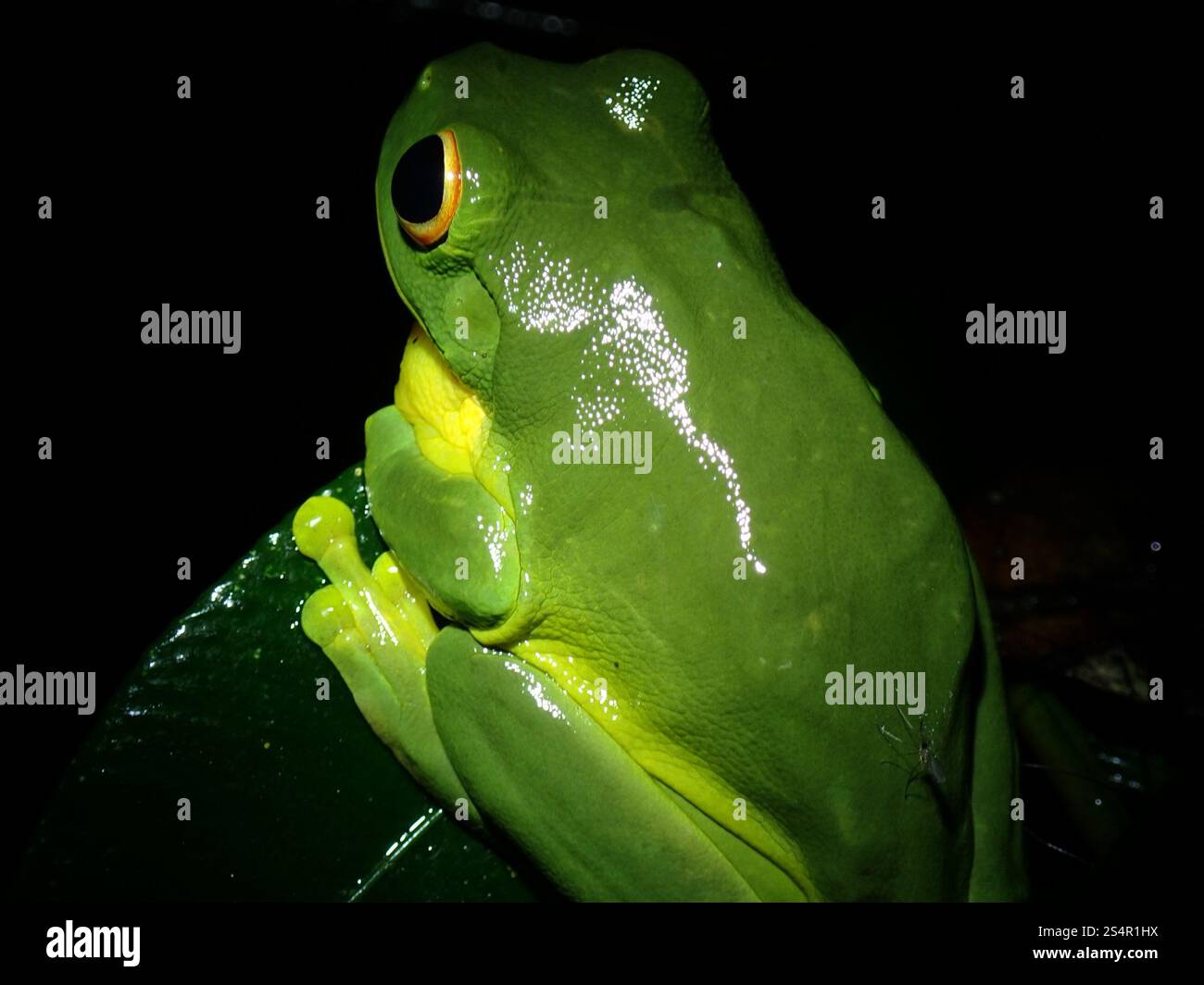 Orange-thighed Tree Frog (Ranoidea xanthomera Stock Photo - Alamy