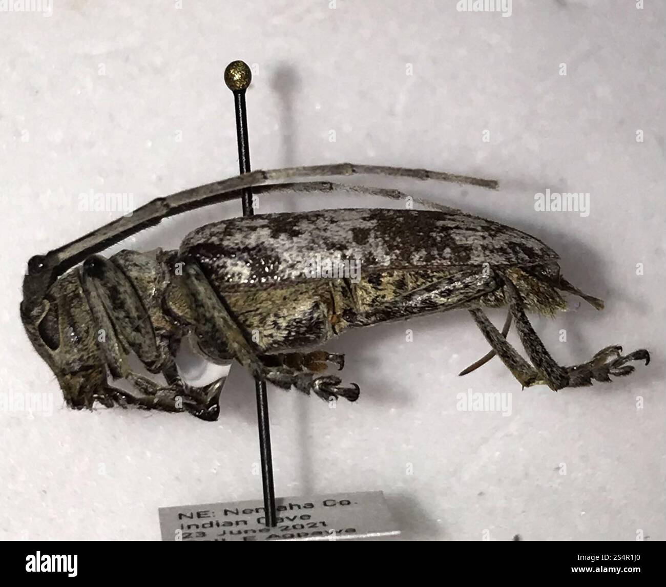 White Oak Borer (Goes tigrinus Stock Photo - Alamy