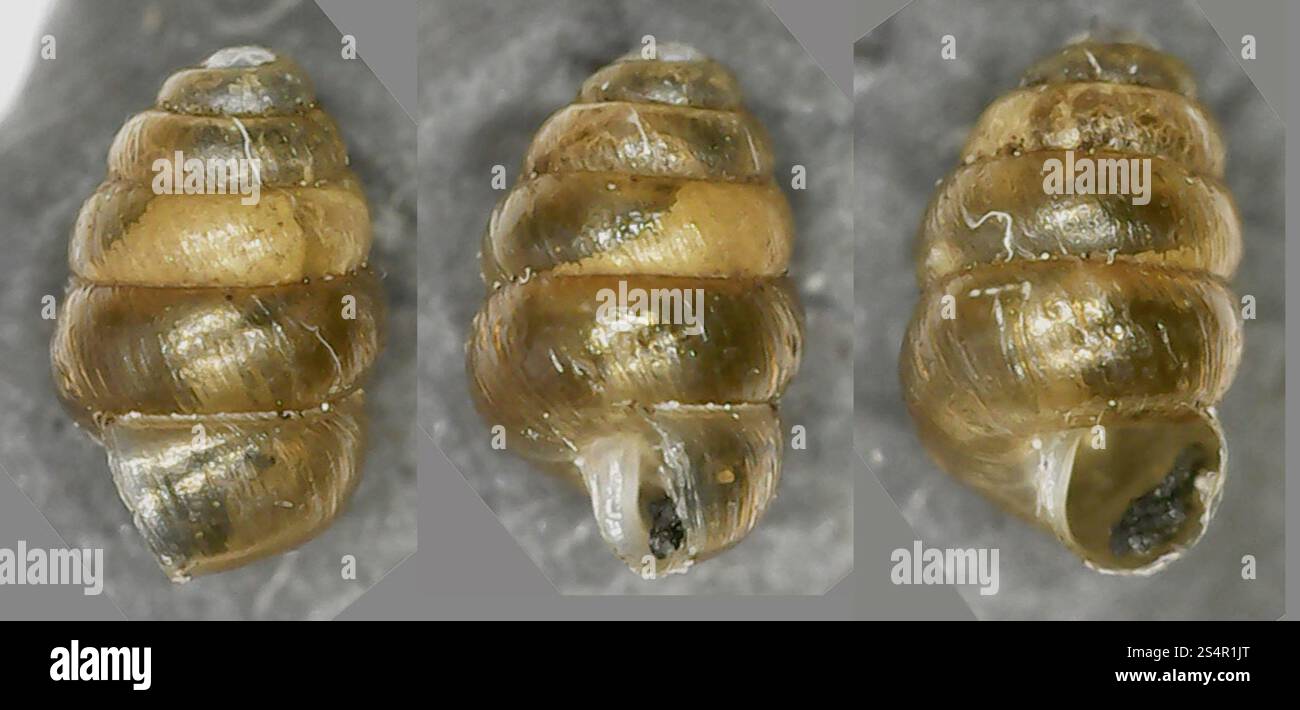 Toothless Chrysalis-snail (Columella edentula Stock Photo - Alamy