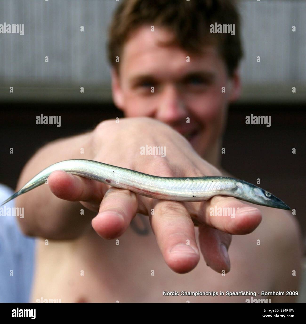 Great Sand Eel (Hyperoplus lanceolatus Stock Photo - Alamy