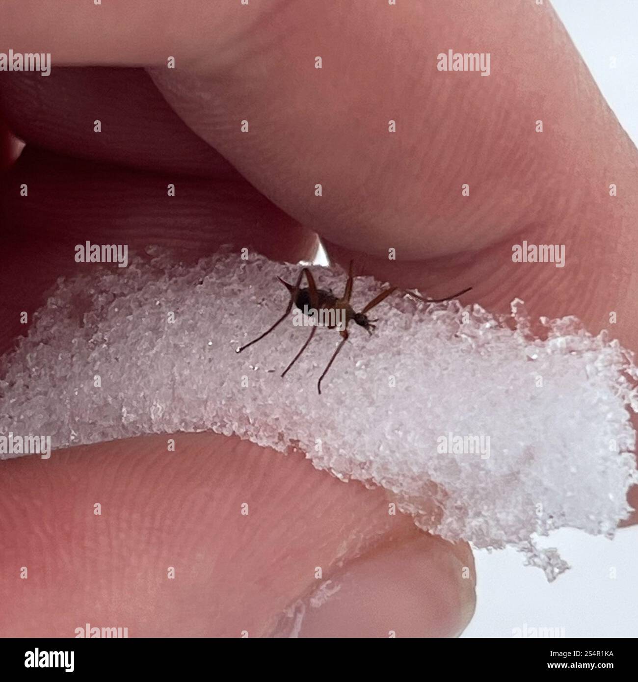 Snow Flies (Chionea Stock Photo - Alamy