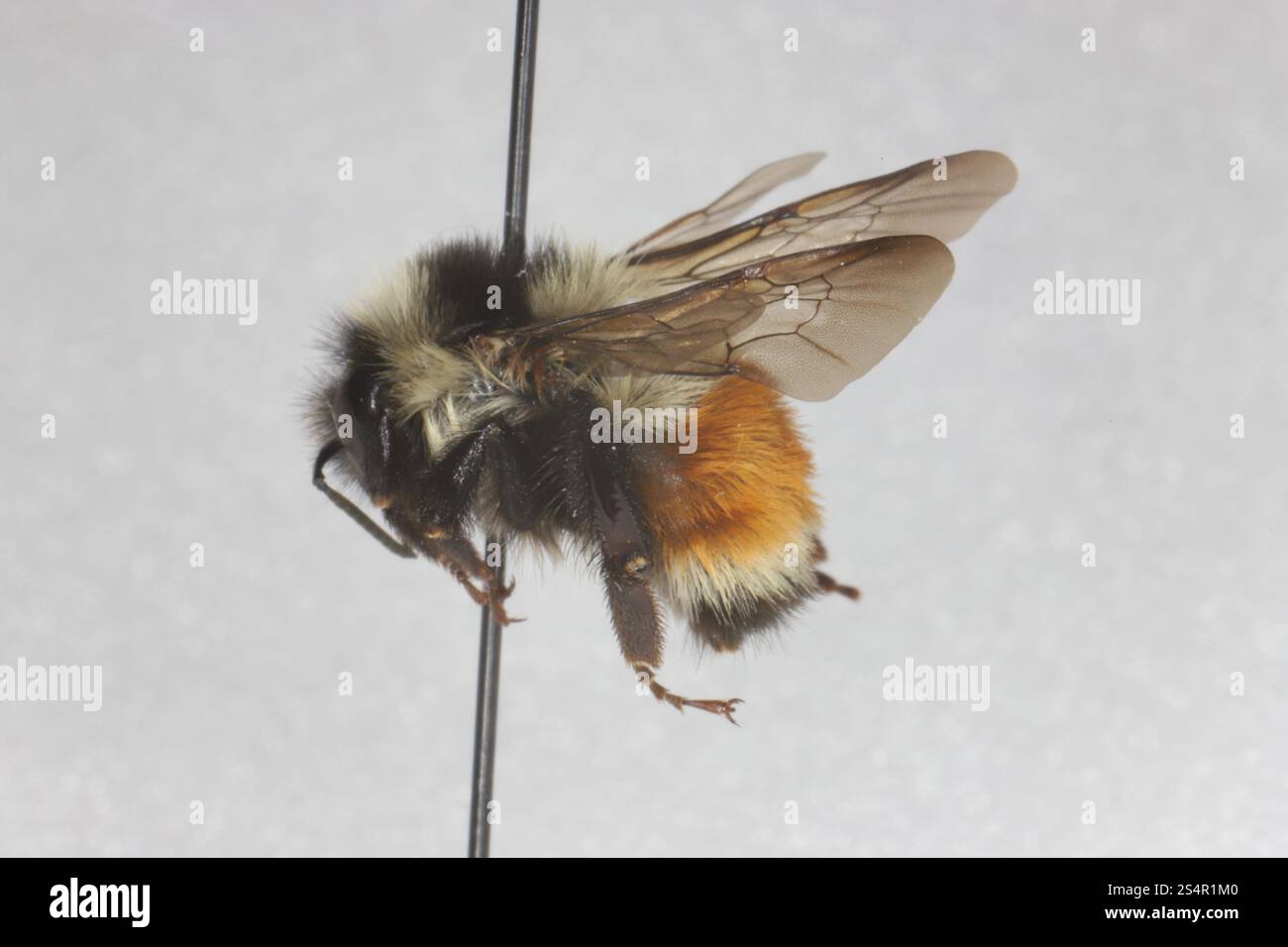 Tricolored Bumble Bee (Bombus ternarius Stock Photo - Alamy