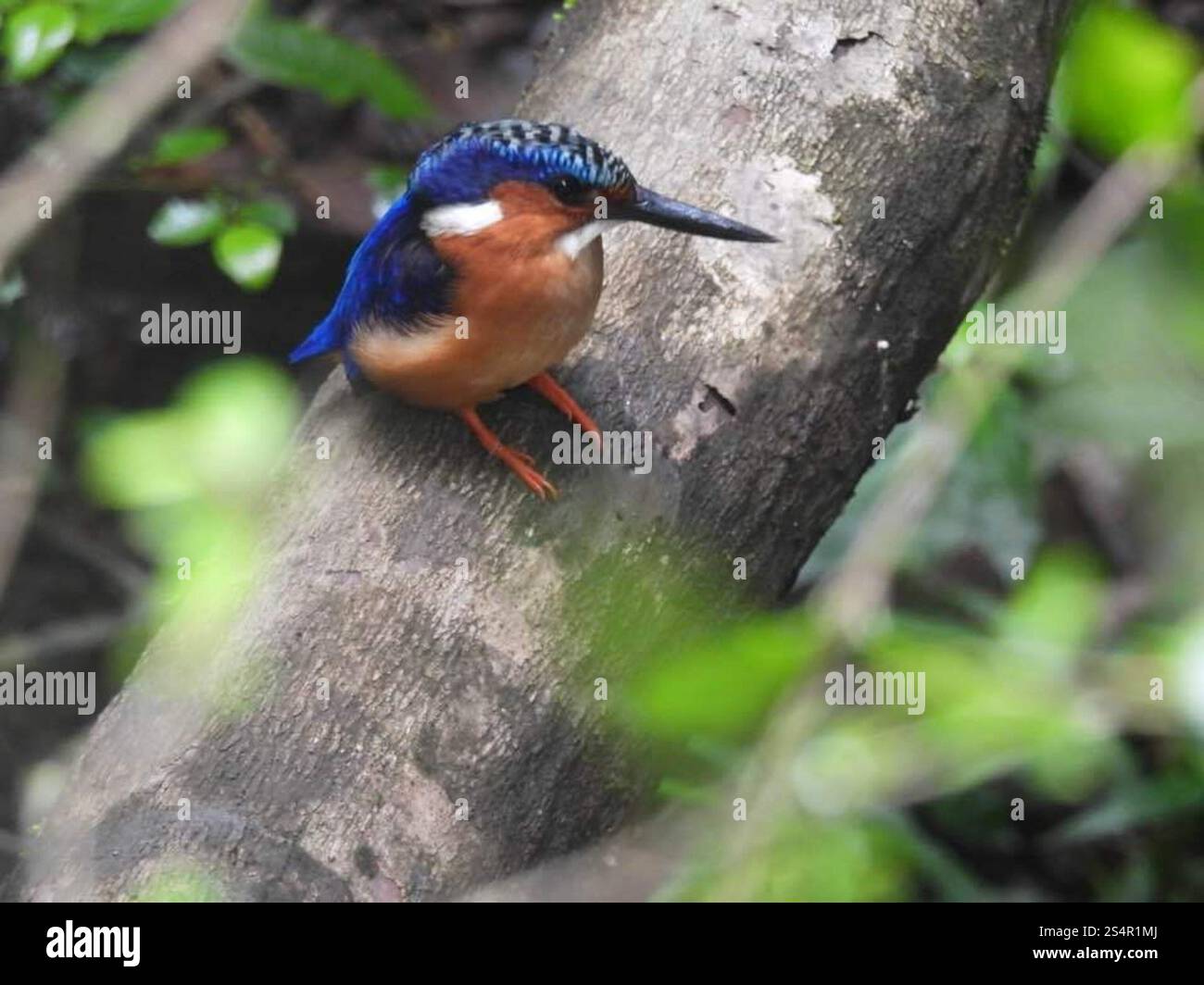 Malagasy Kingfisher (Corythornis vintsioides Stock Photo - Alamy