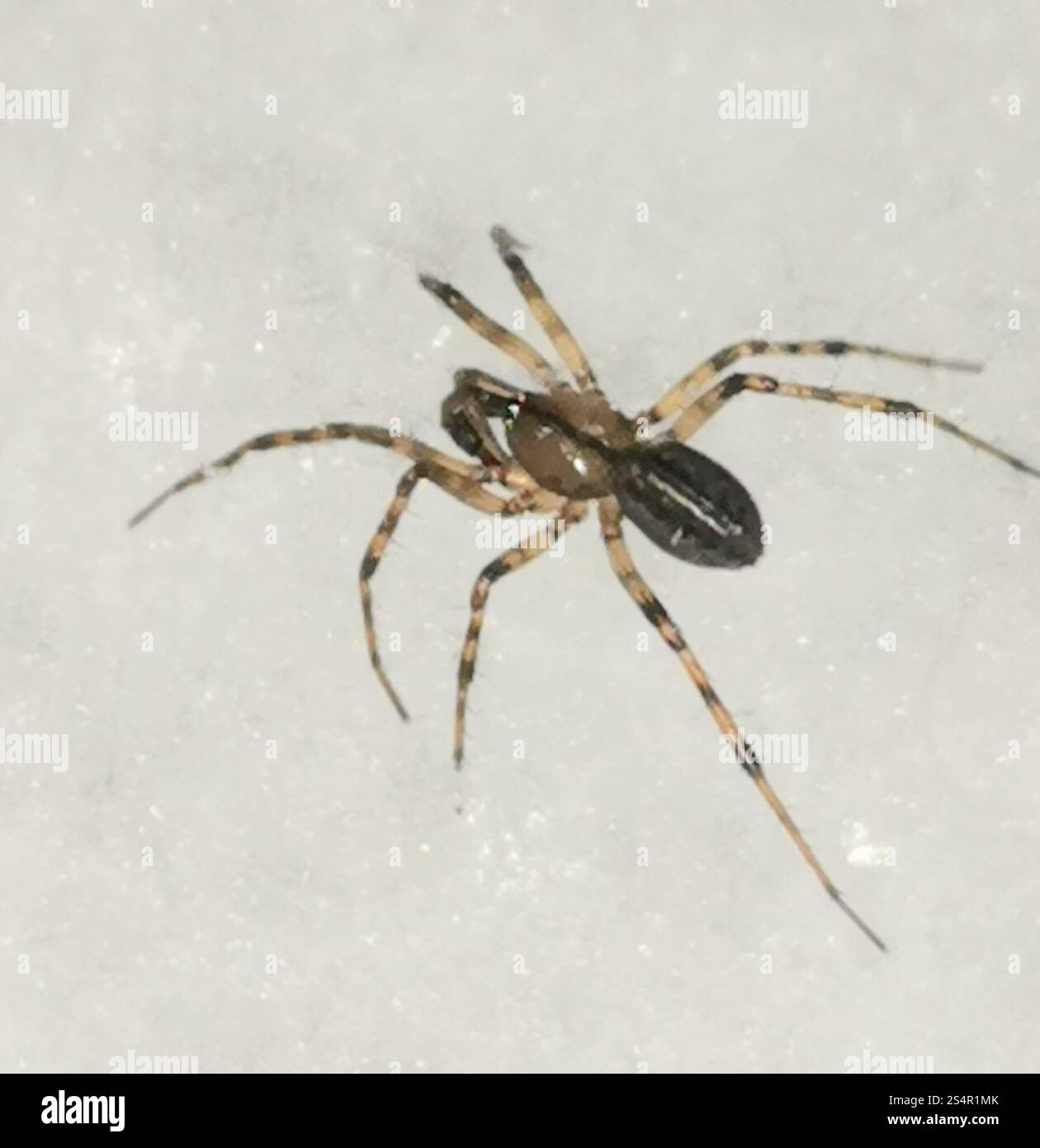 Horse-Head Spider (Stemonyphantes lineatus Stock Photo - Alamy