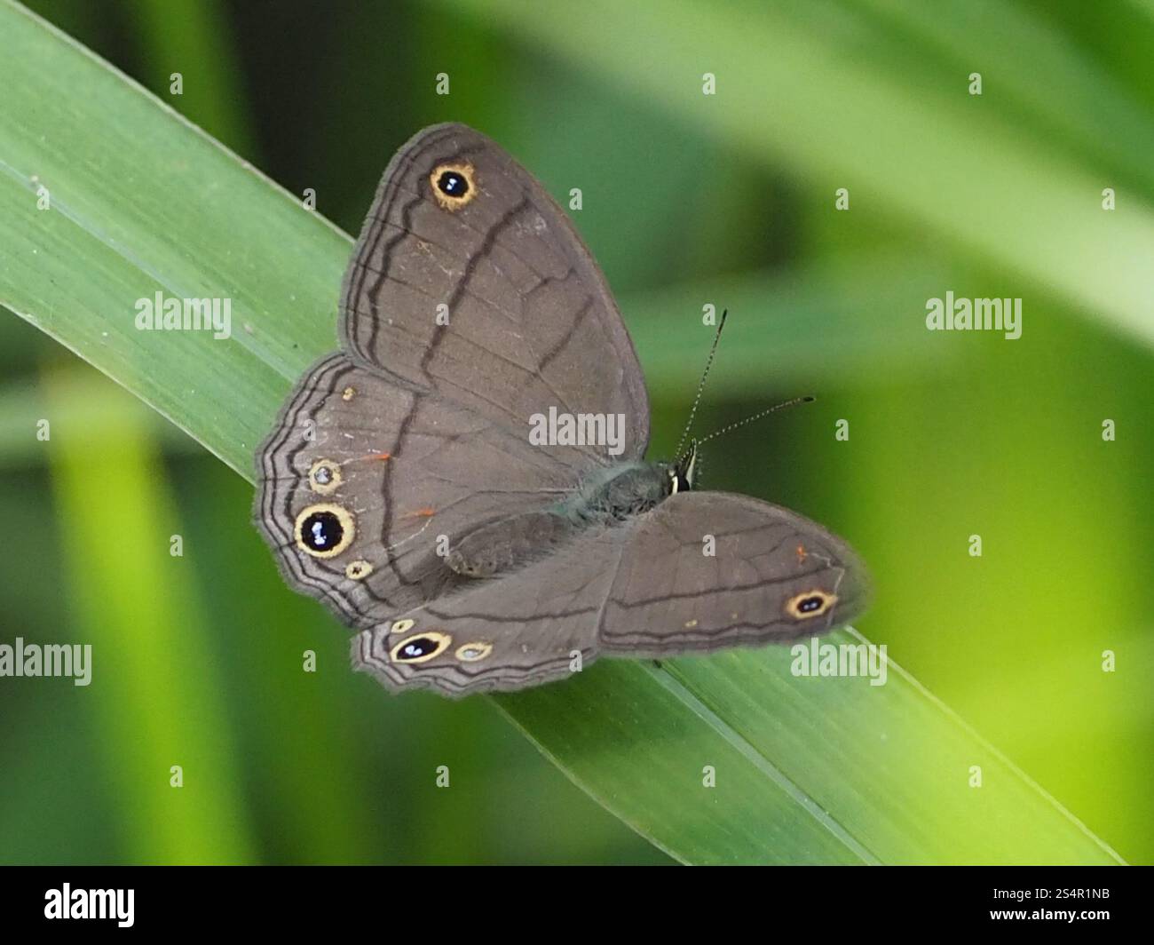 Pompilia hi-res stock photography and images - Alamy