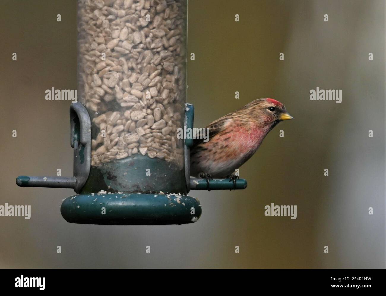 Lesser Redpoll (Acanthis flammea cabaret Stock Photo - Alamy