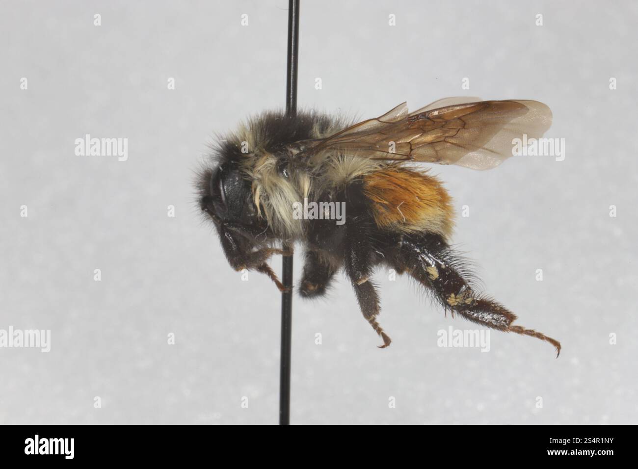 Tricolored Bumble Bee (Bombus ternarius Stock Photo - Alamy