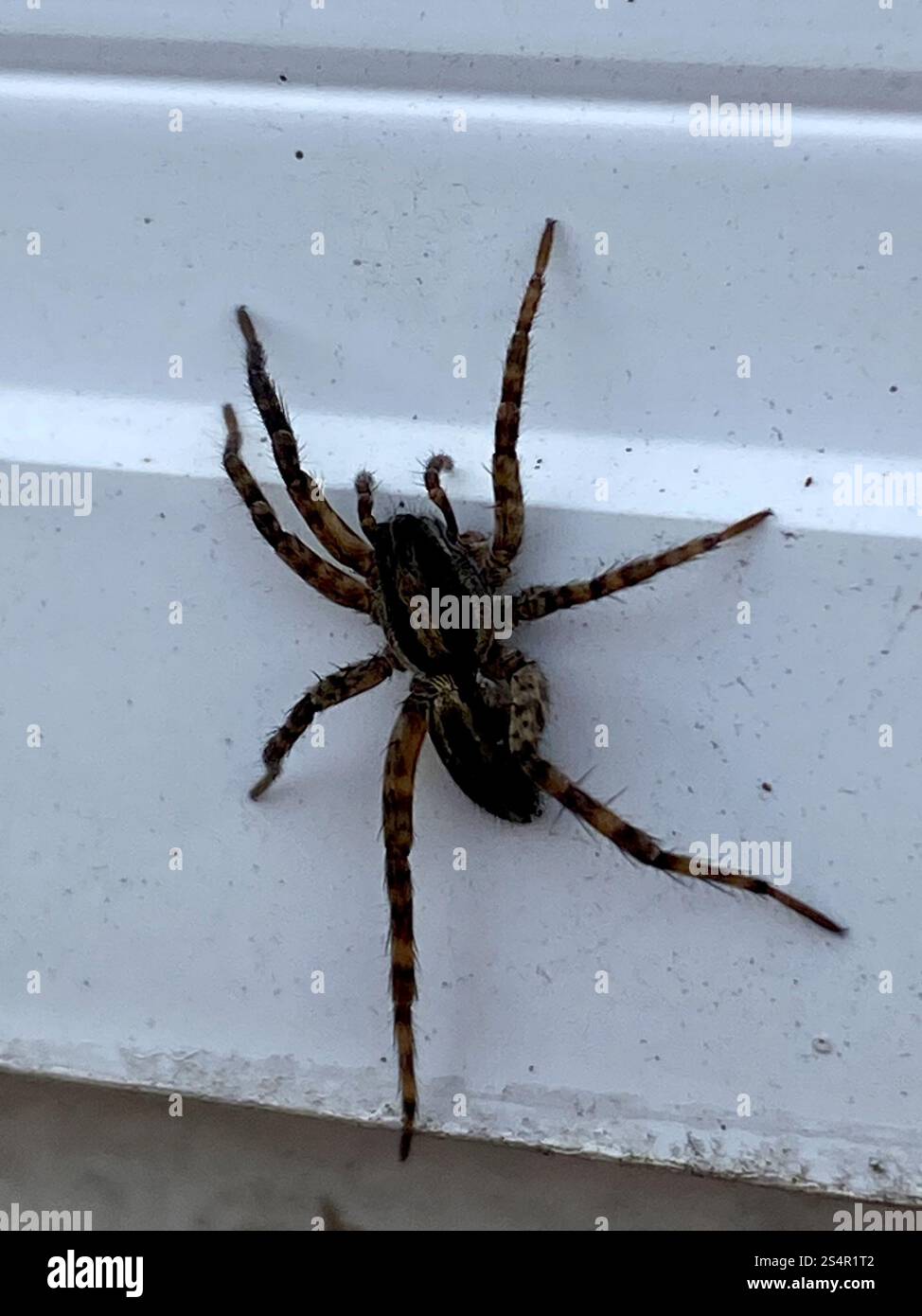 Schizocosa avida hi-res stock photography and images - Alamy