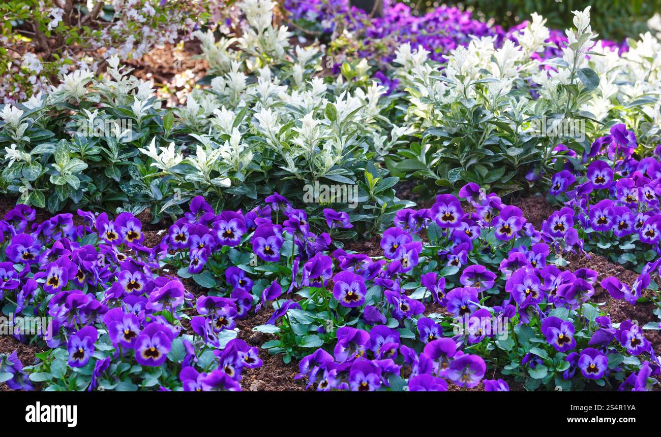 Blue Viola tricolor (known as heartsease) flowers in spring park Stock ...