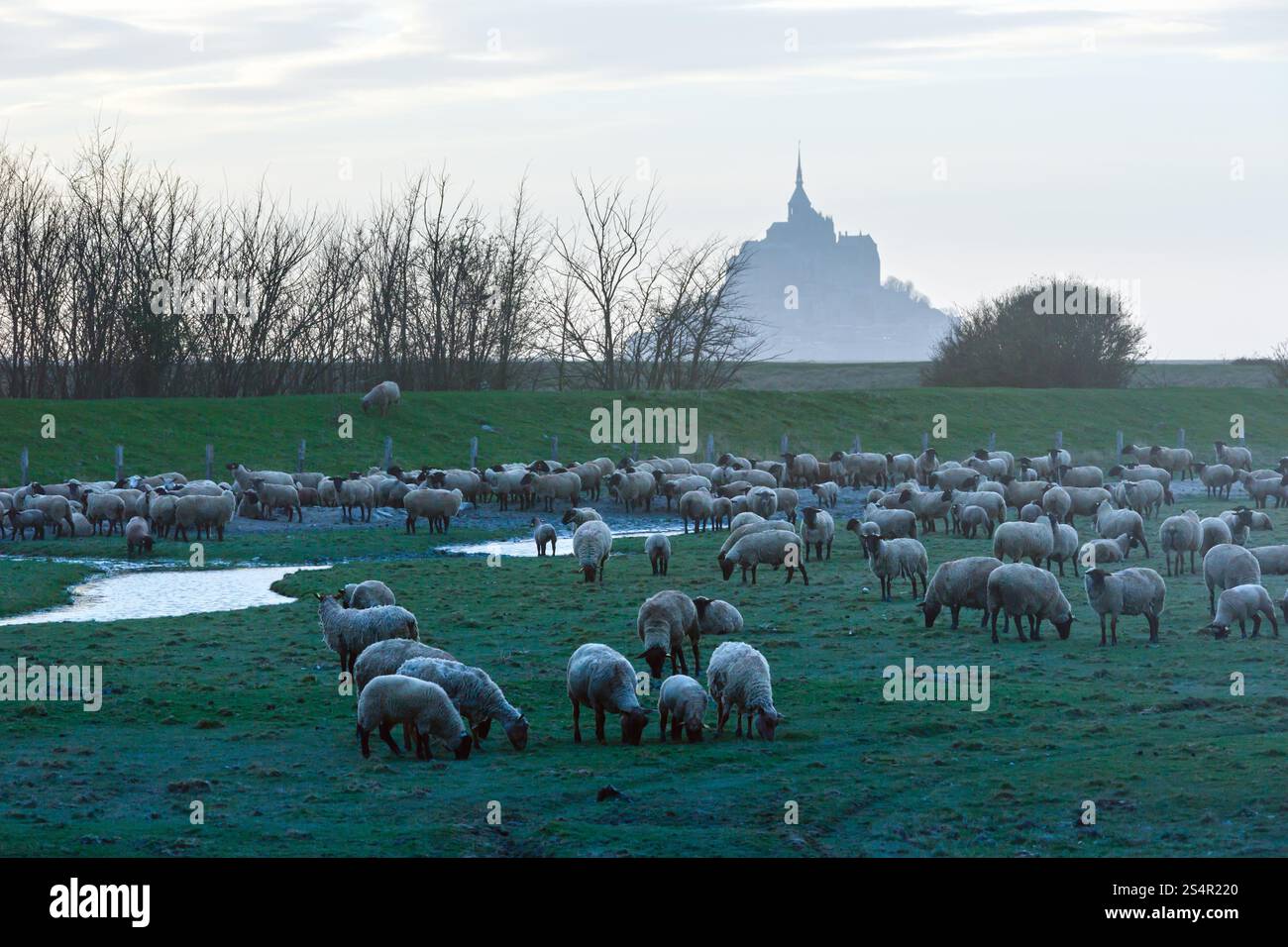 Mont Saint-Michel (France) in March, evening and flock of sheep in ...