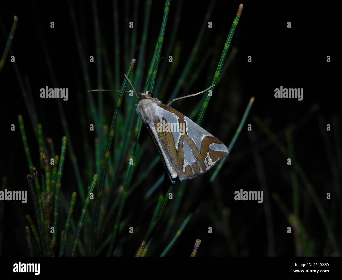Mitre Satin Moth (Thalaina inscripta Stock Photo - Alamy