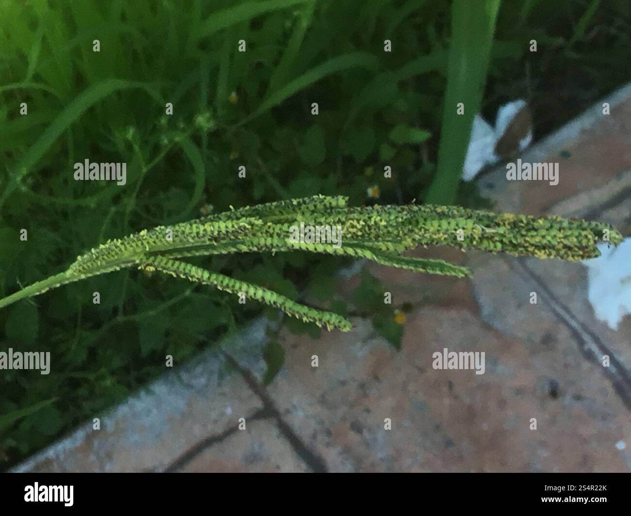 Vasey Grass (Paspalum urvillei Stock Photo - Alamy