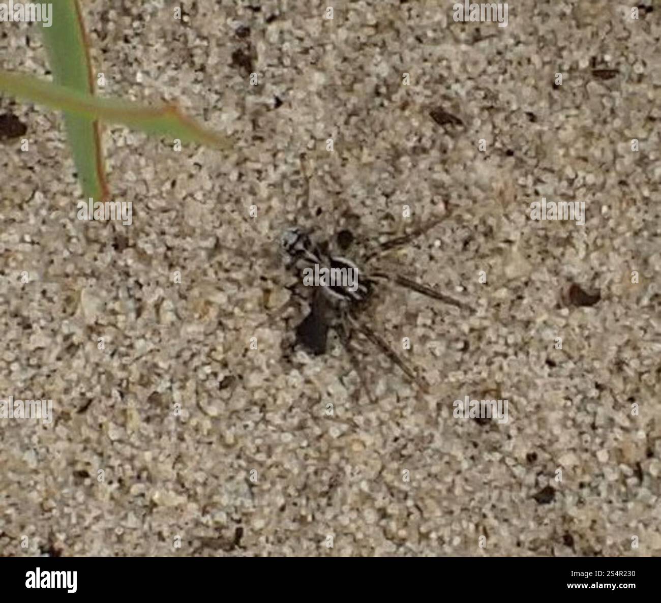 Striped Wolf Spiders (Artoriopsis Stock Photo - Alamy