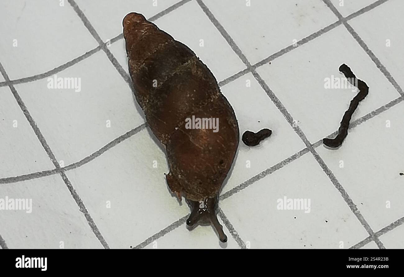 Lesser Bulin (Merdigera obscura Stock Photo - Alamy