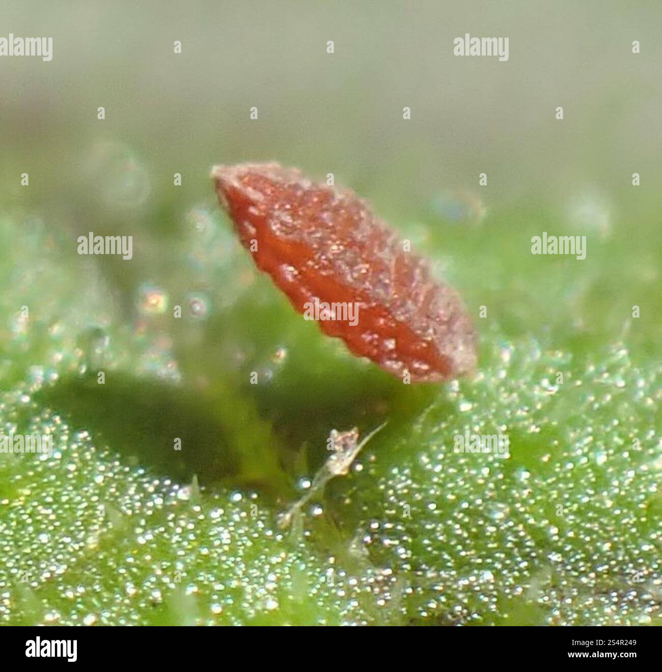 woodsorrel family (Oxalidaceae Stock Photo - Alamy