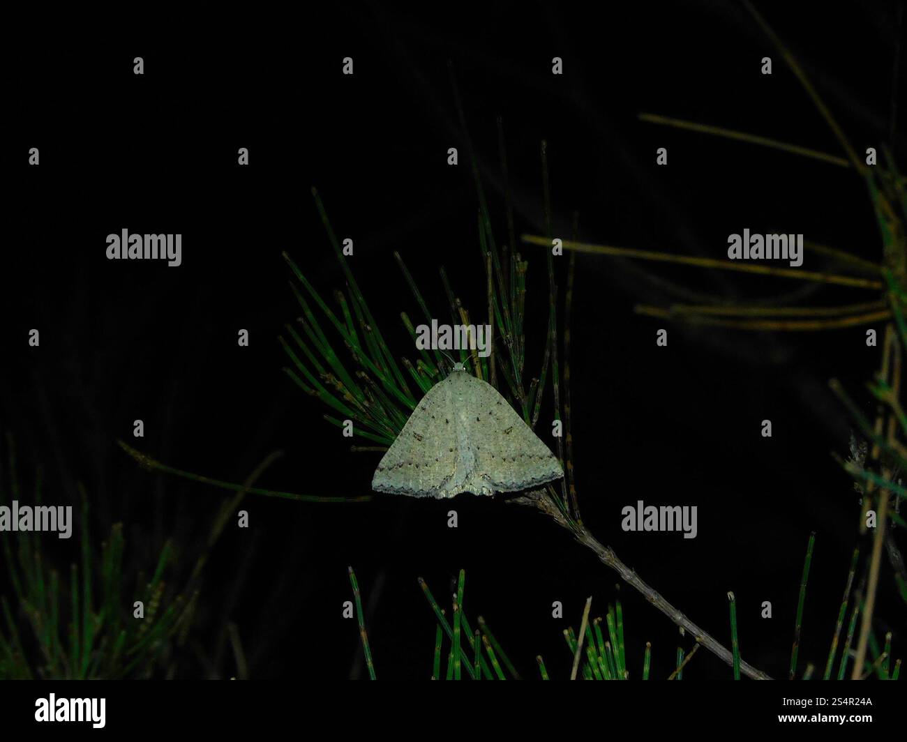 Cape Moths (Amelora Stock Photo - Alamy
