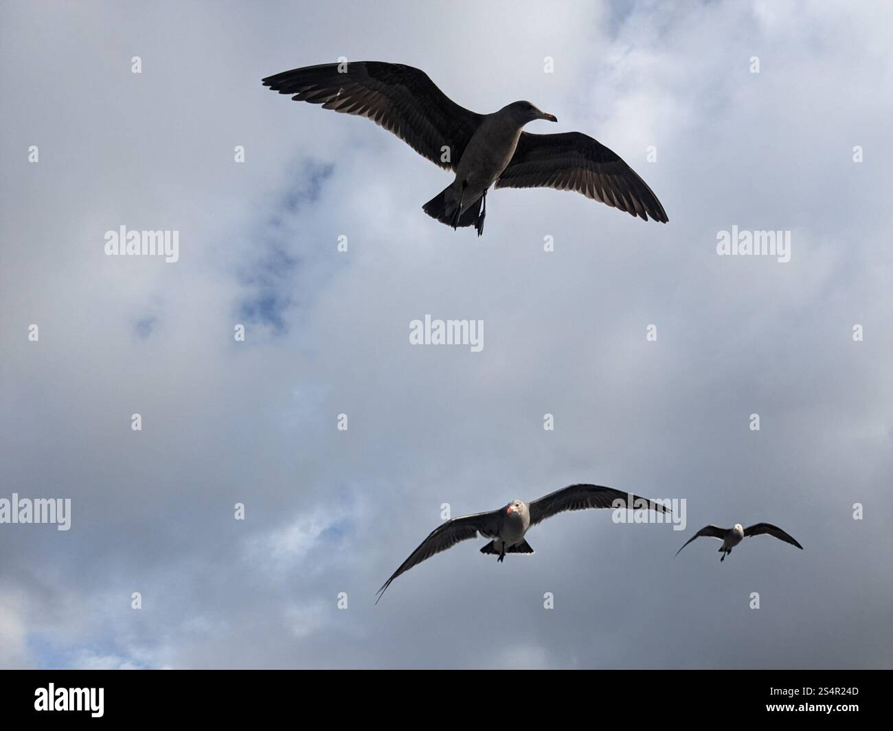Heermann's Gull (Larus heermanni Stock Photo - Alamy