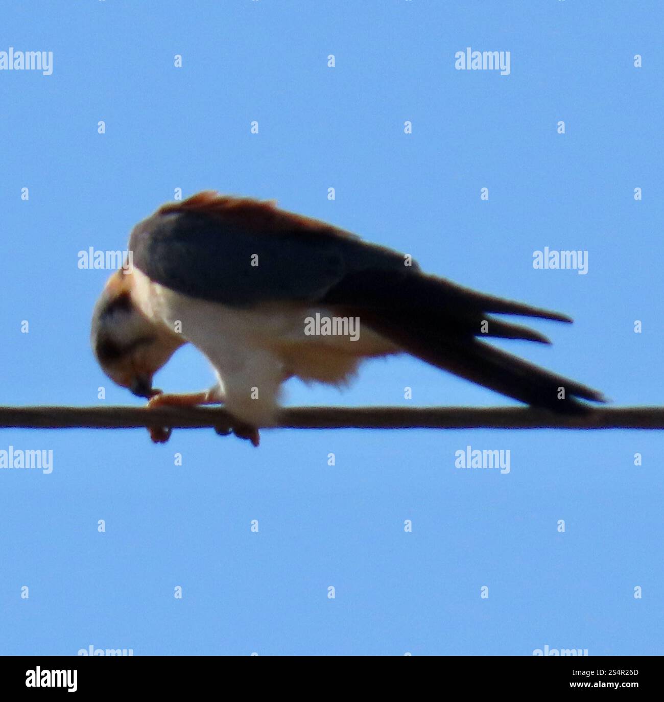 Cuban Kestrel (Falco sparverius sparverioides Stock Photo - Alamy