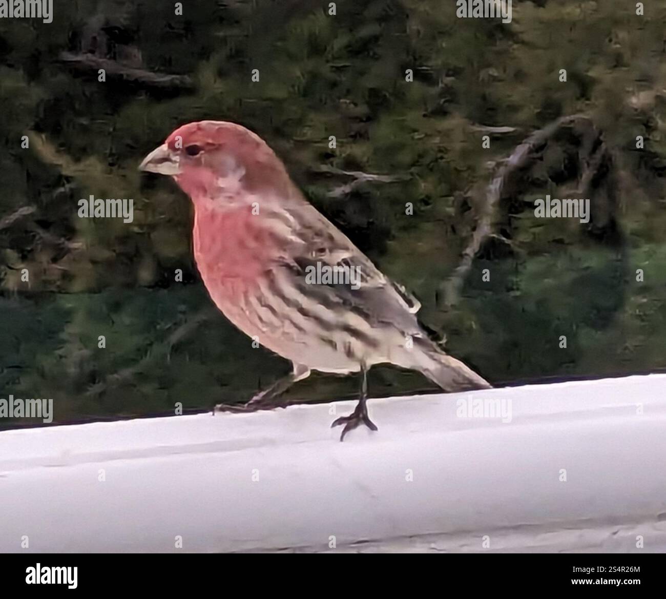 House Finch (Haemorhous mexicanus Stock Photo - Alamy