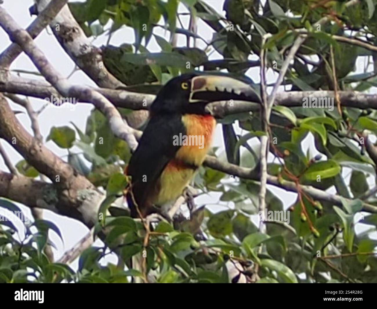 Collared Aracari (Pteroglossus torquatus Stock Photo - Alamy