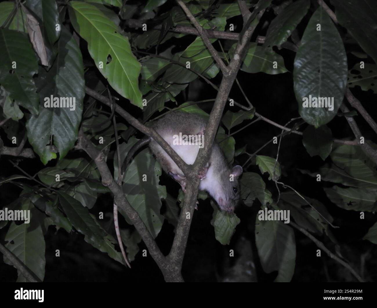 White-tailed Giant Rat (Uromys caudimaculatus Stock Photo - Alamy